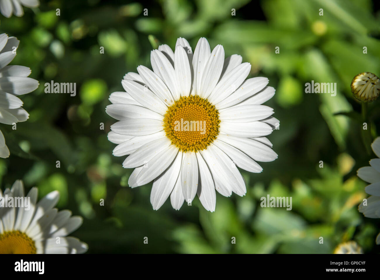 Leucanthemum vulgare or oxeye daisy flowers Stock Photo - Alamy