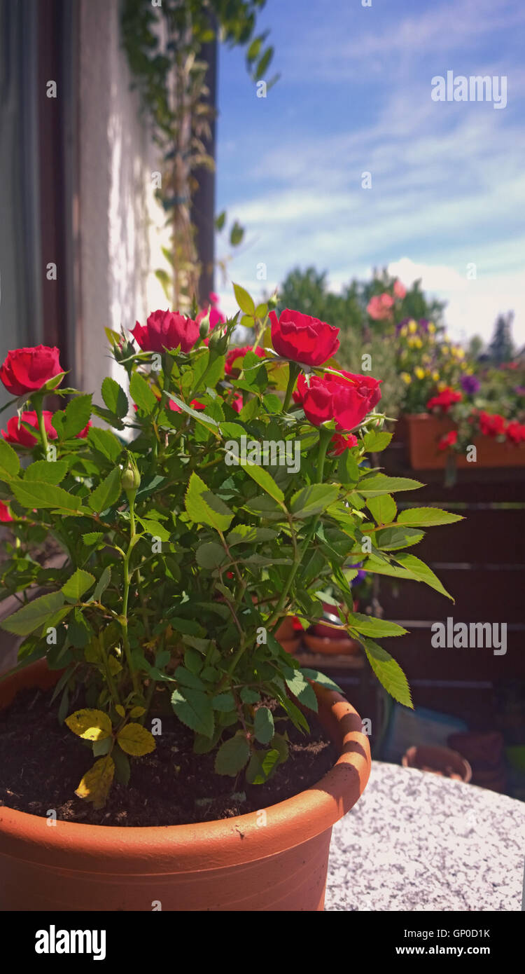 Balcony with roses in vase Stock Photo - Alamy
