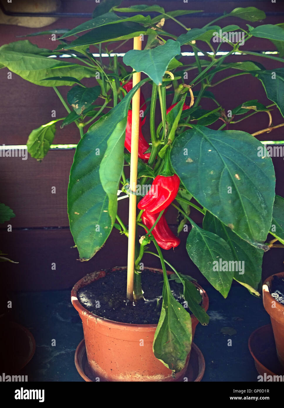Potted chili peppers hi-res stock photography and images - Alamy