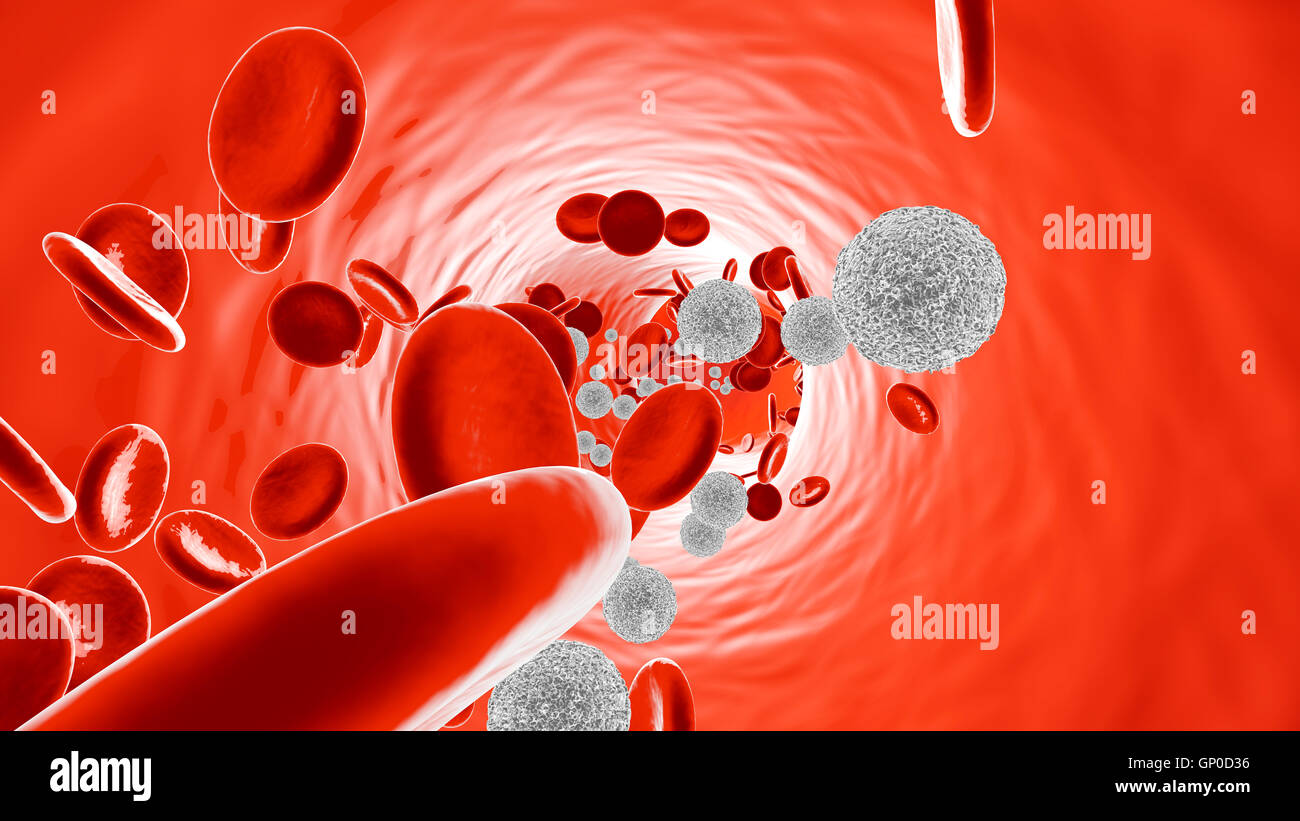 Leukocyte cells flowing in the bloodstream with Erythrocytes Stock ...