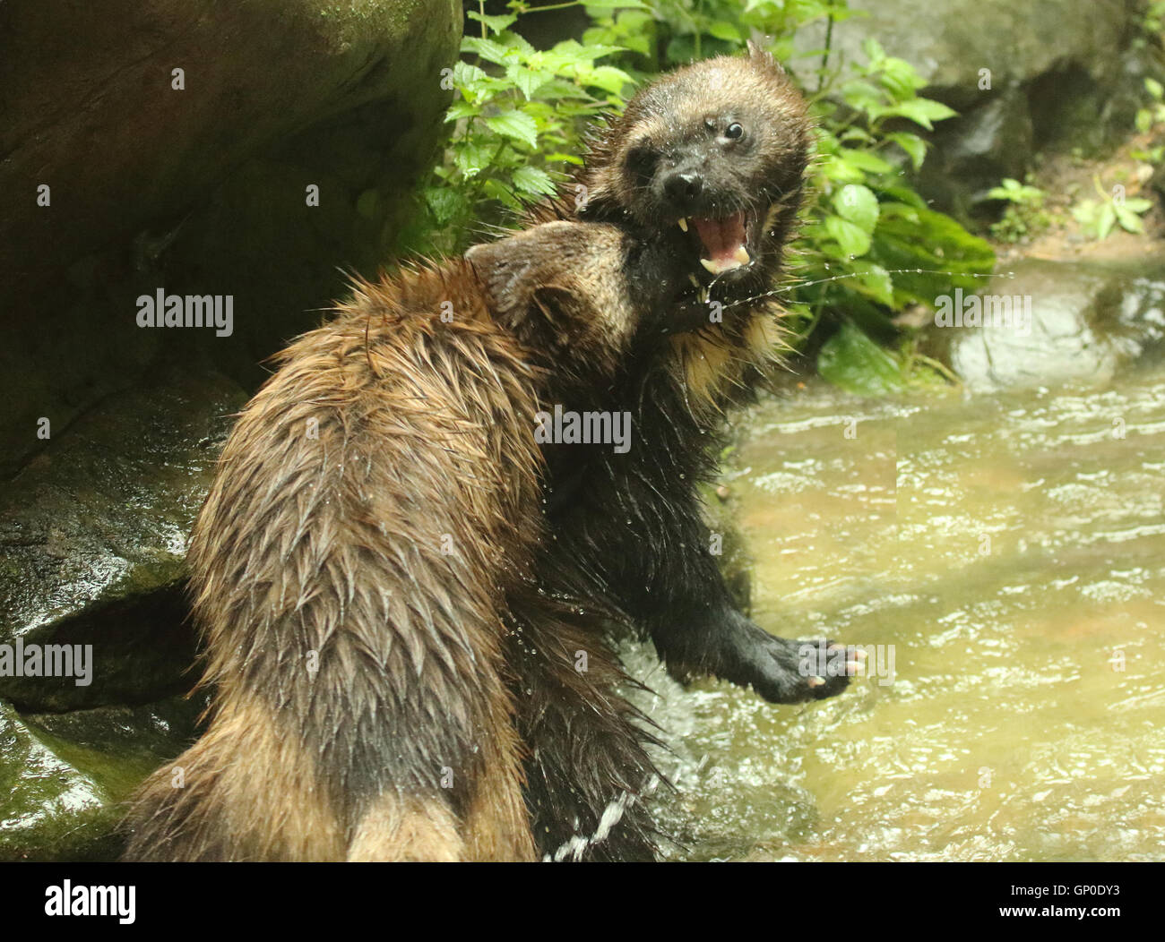 A vicious fight between wolverines with spit flying Stock Photo - Alamy