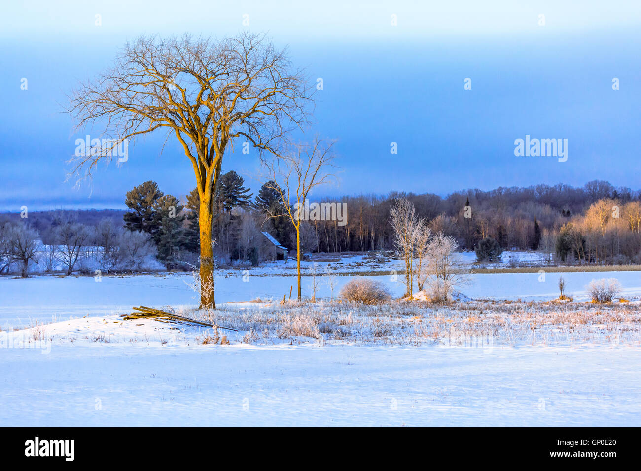 Lone tree in a cold, snowy, Wisconsin field Stock Photo - Alamy