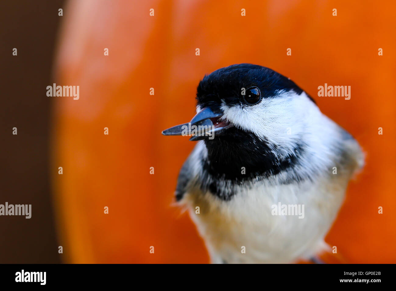 Chickadee With Sunflower Seed High Resolution Stock Photography and ...