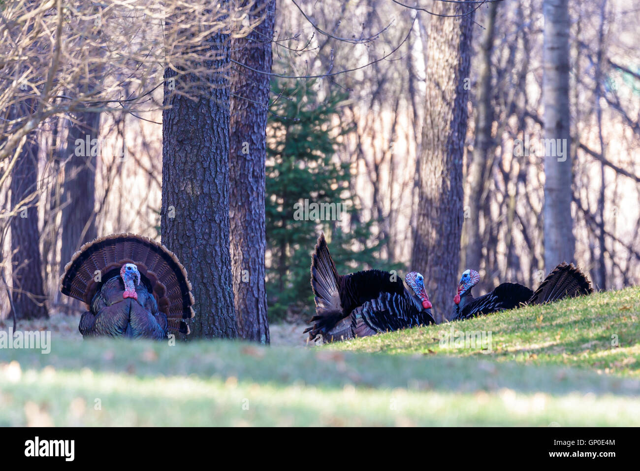 Three male turkeys showing their plumage during the mating season Stock ...