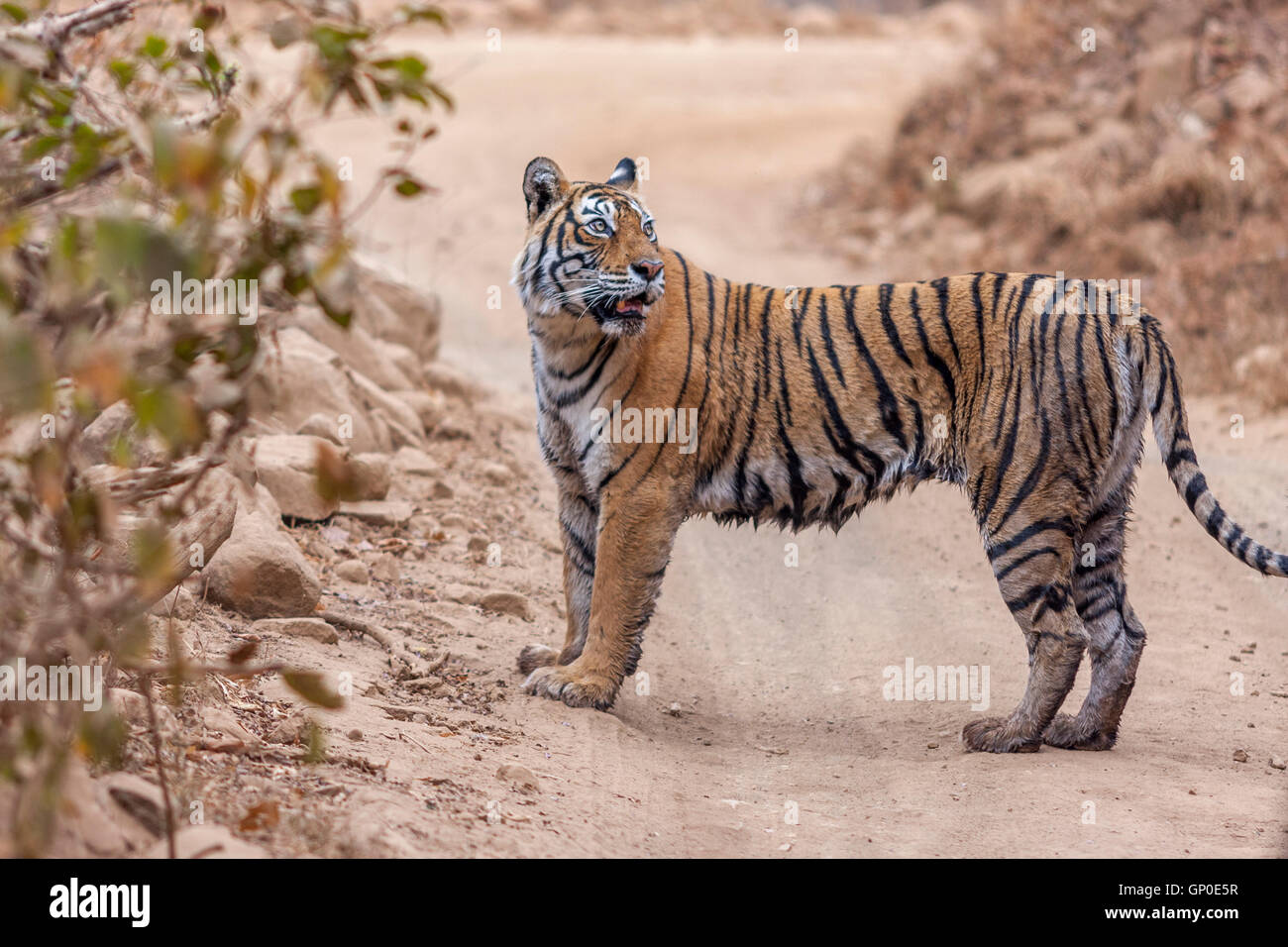 Bengal Tiger machali watching at Ranthambhore forest, Rajasthan ...