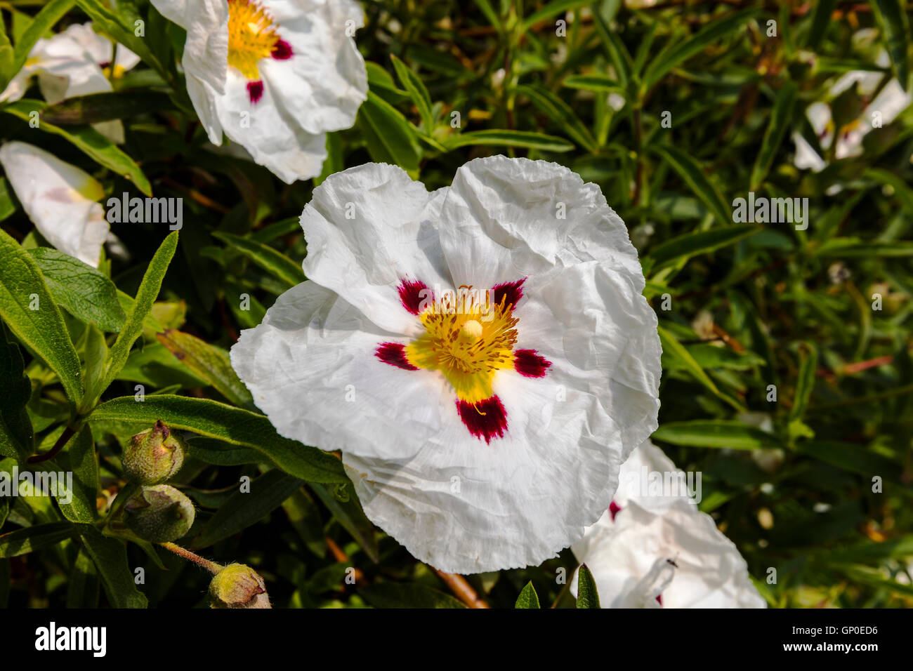 Cistus Lusitanicus a low growing plant with dark green foliage Stock ...