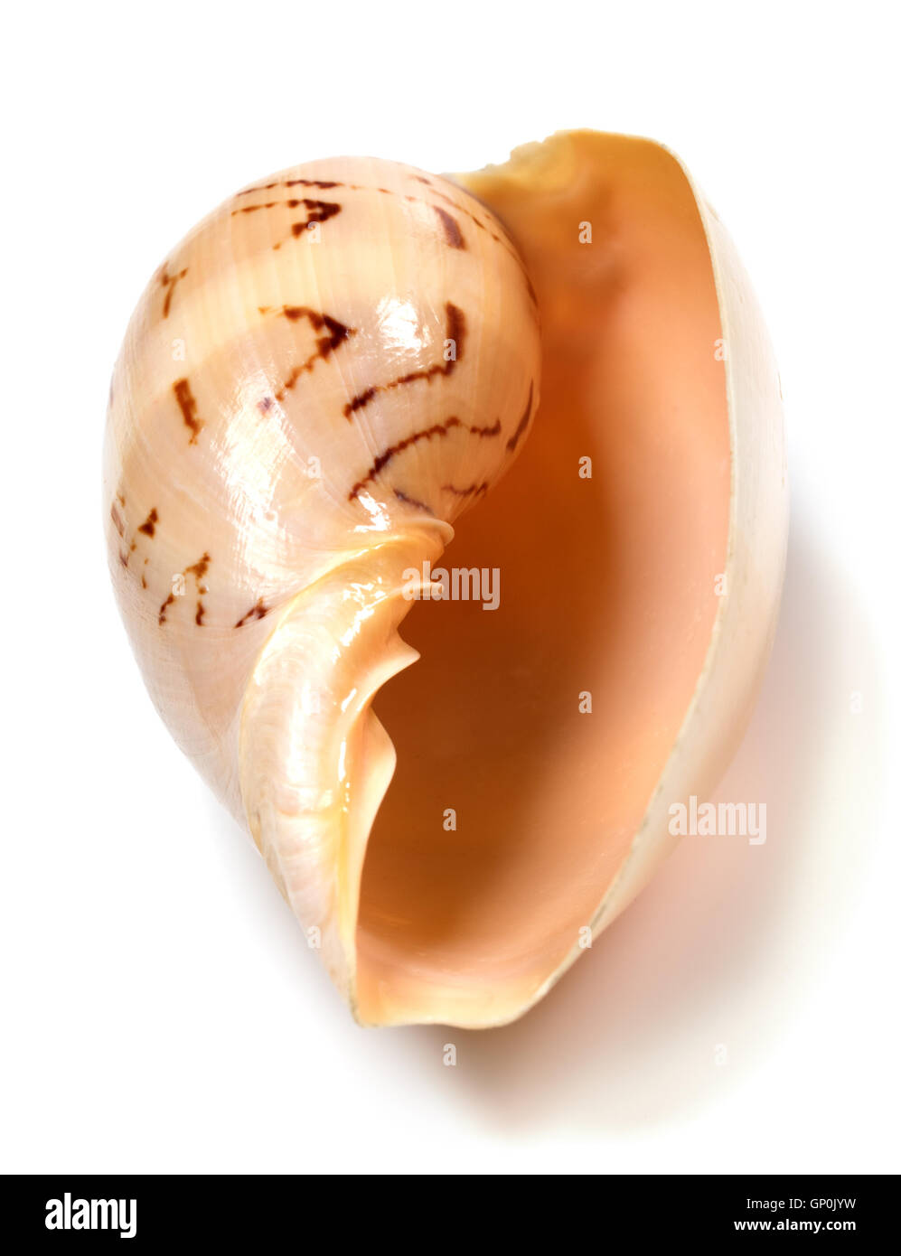 Seashell of Cymbiola isolated on white background Stock Photo - Alamy