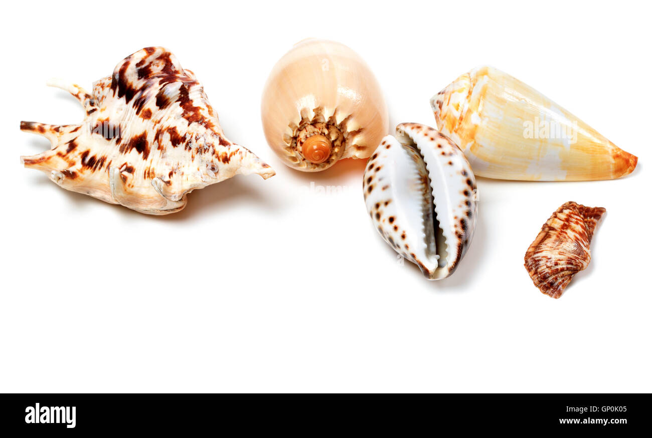 Exotic seashells isolated on white background with copy space Stock ...