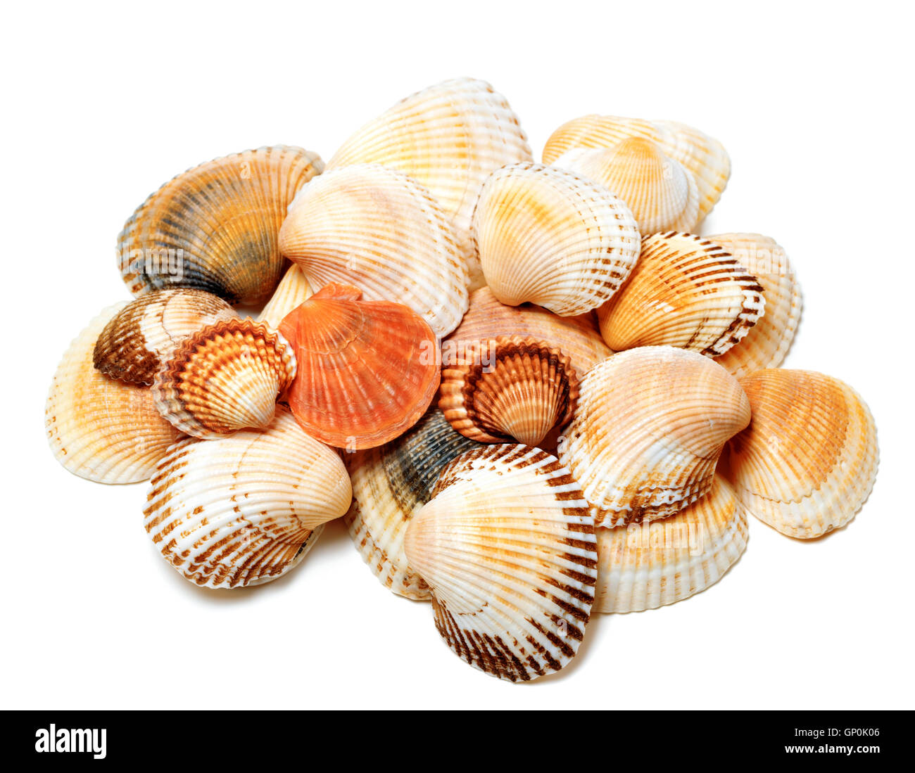 Seashells of anadara and scallop. Isolated on white background Stock ...