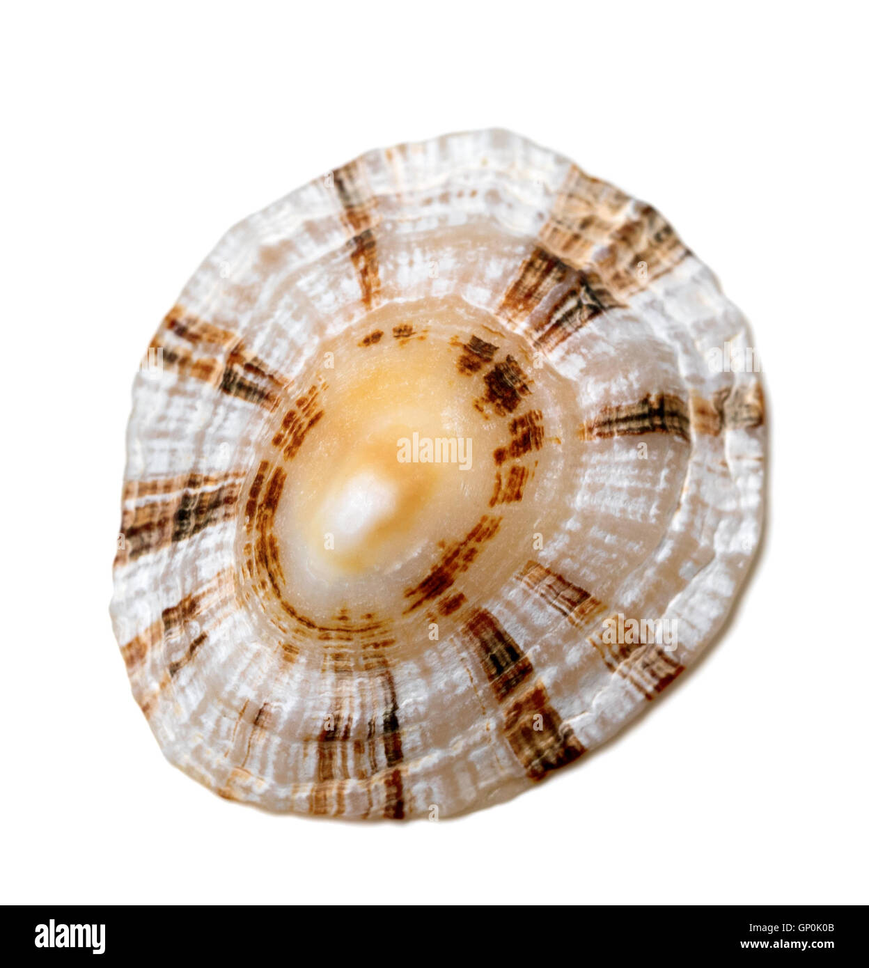 Shell of true limpet isolated on white background. View from above ...