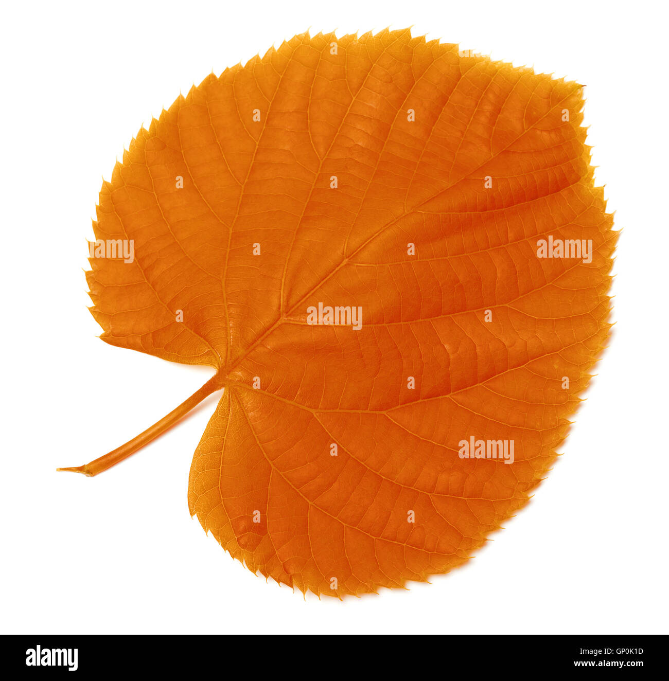 Autumn leaf. Isolated on white background Stock Photo - Alamy