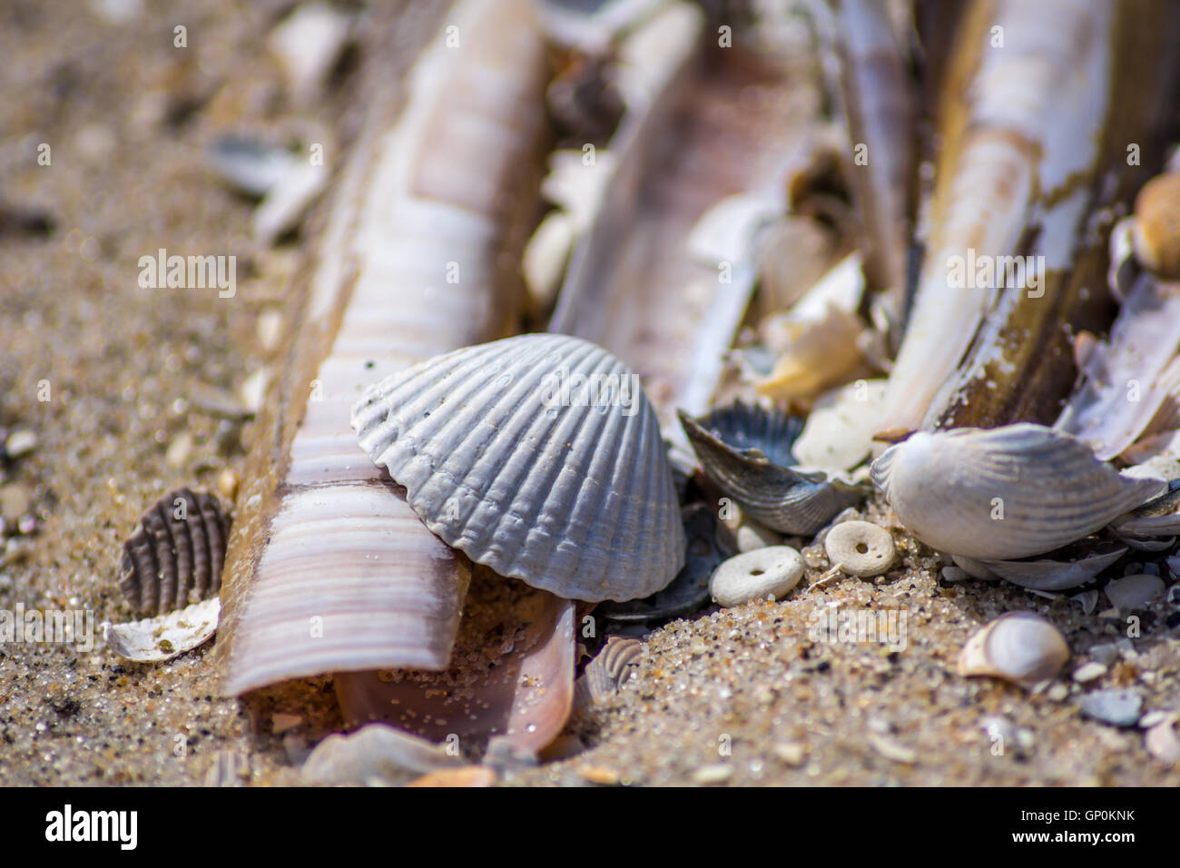 razor clam and scallop shells on the beach Stock Photo - Alamy