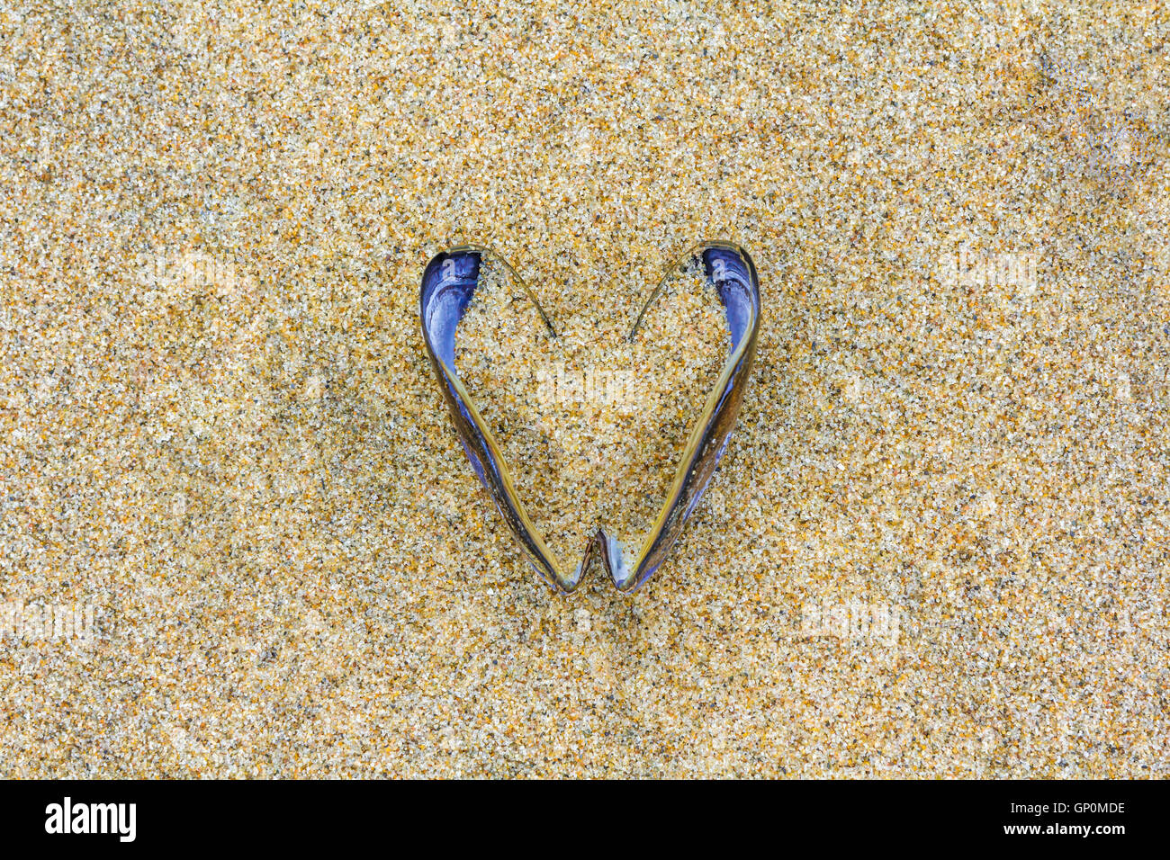heart shaped mussel shell on a sandy beach Stock Photo - Alamy