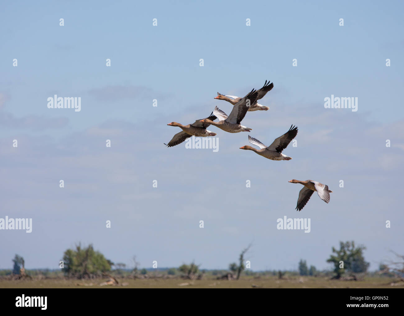 greylag geese flying low over a nature reserve Stock Photo - Alamy