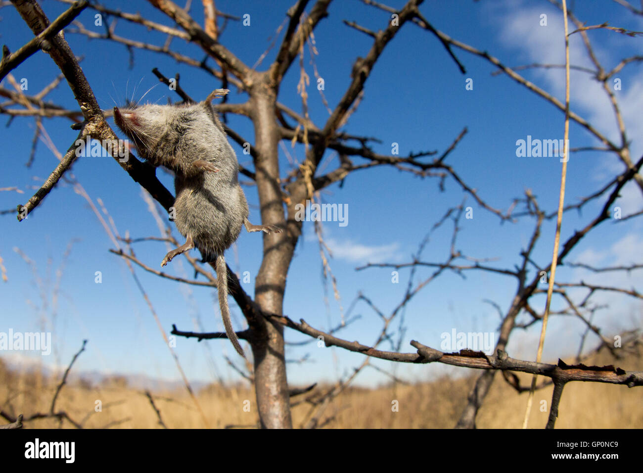 The prey of a Great grey shrike ( Lanius excubitor ): lesser white ...
