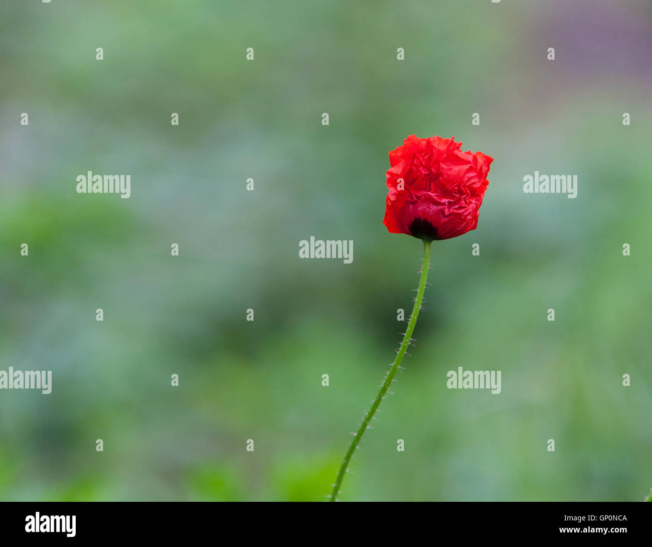 red poppy about to open Stock Photo - Alamy