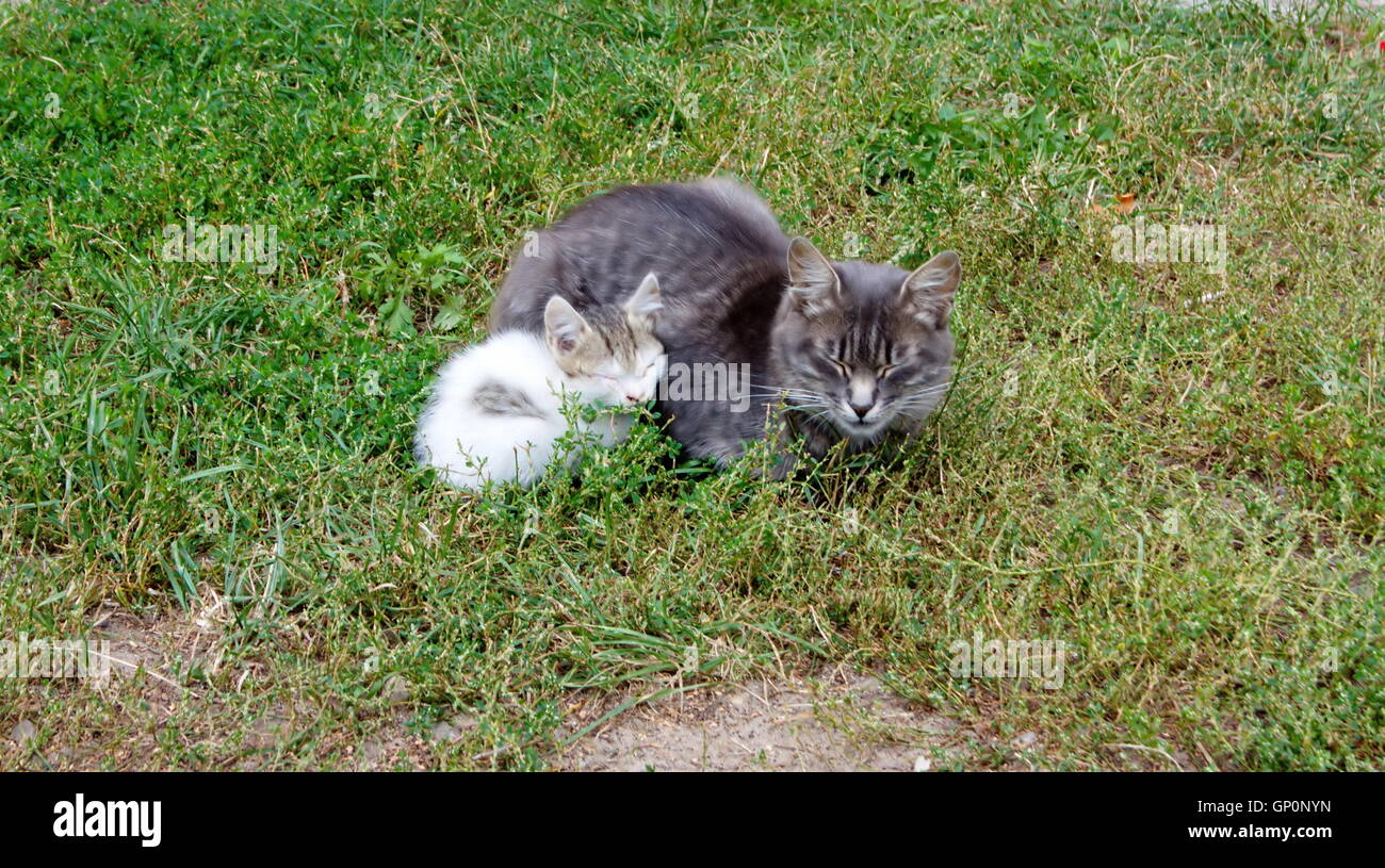 Small outdoor cat hi-res stock photography and images - Alamy