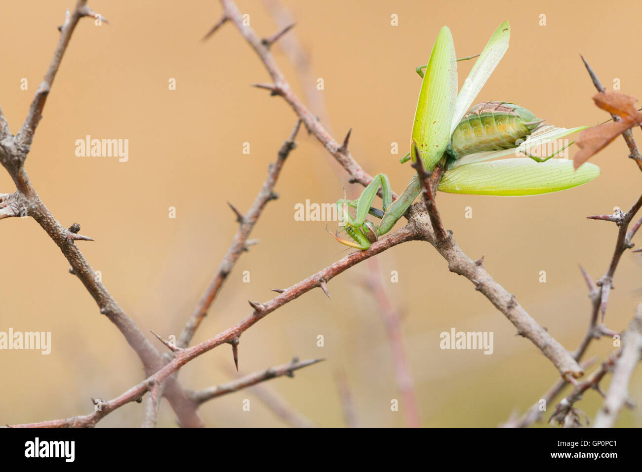 The prey of a Great grey shrike ( Lanius excubitor ): a green praying ...