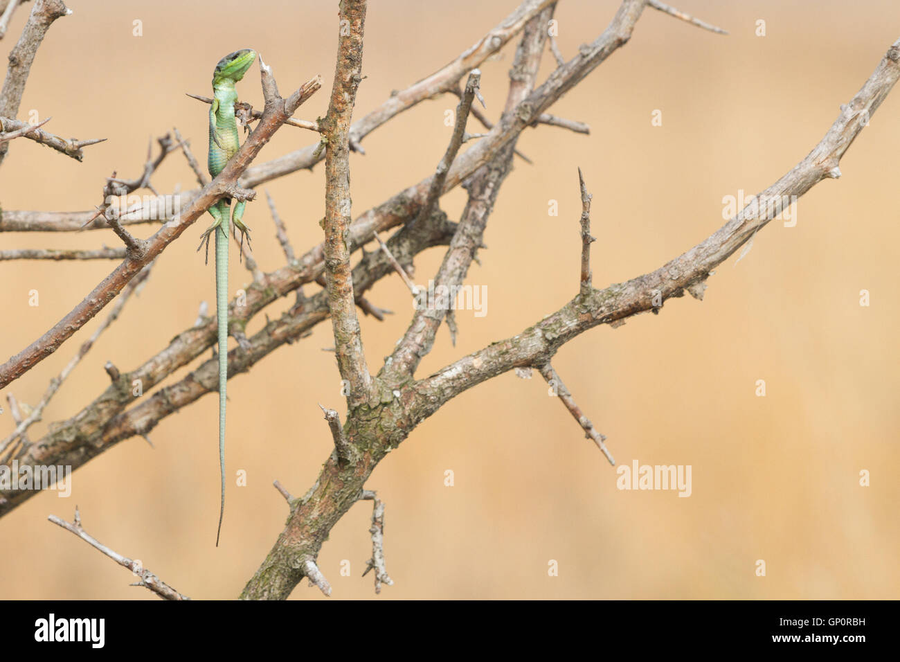 The Shrike Tree Of Thorns