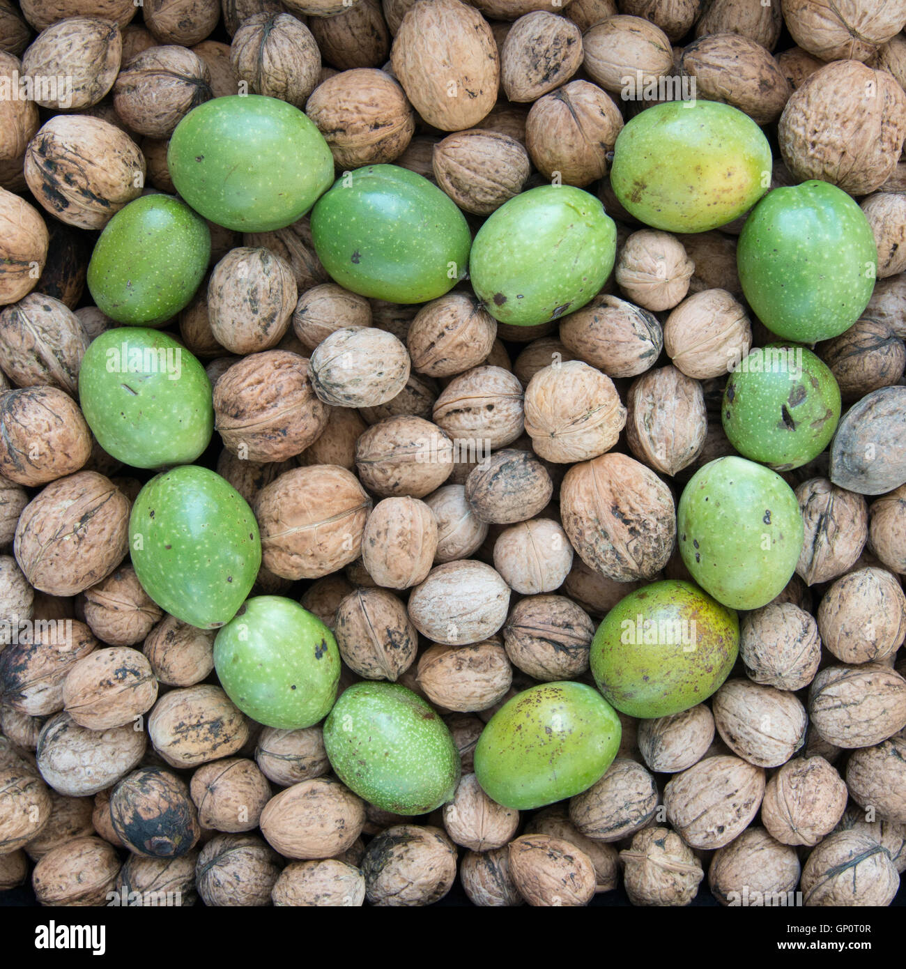 Walnut ripe hi-res stock photography and images - Alamy