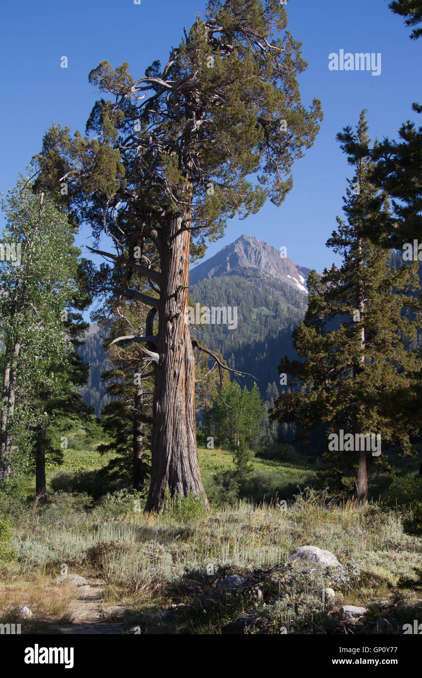 Mineral King Valley, part of Sequoia National Park. California. USA ...