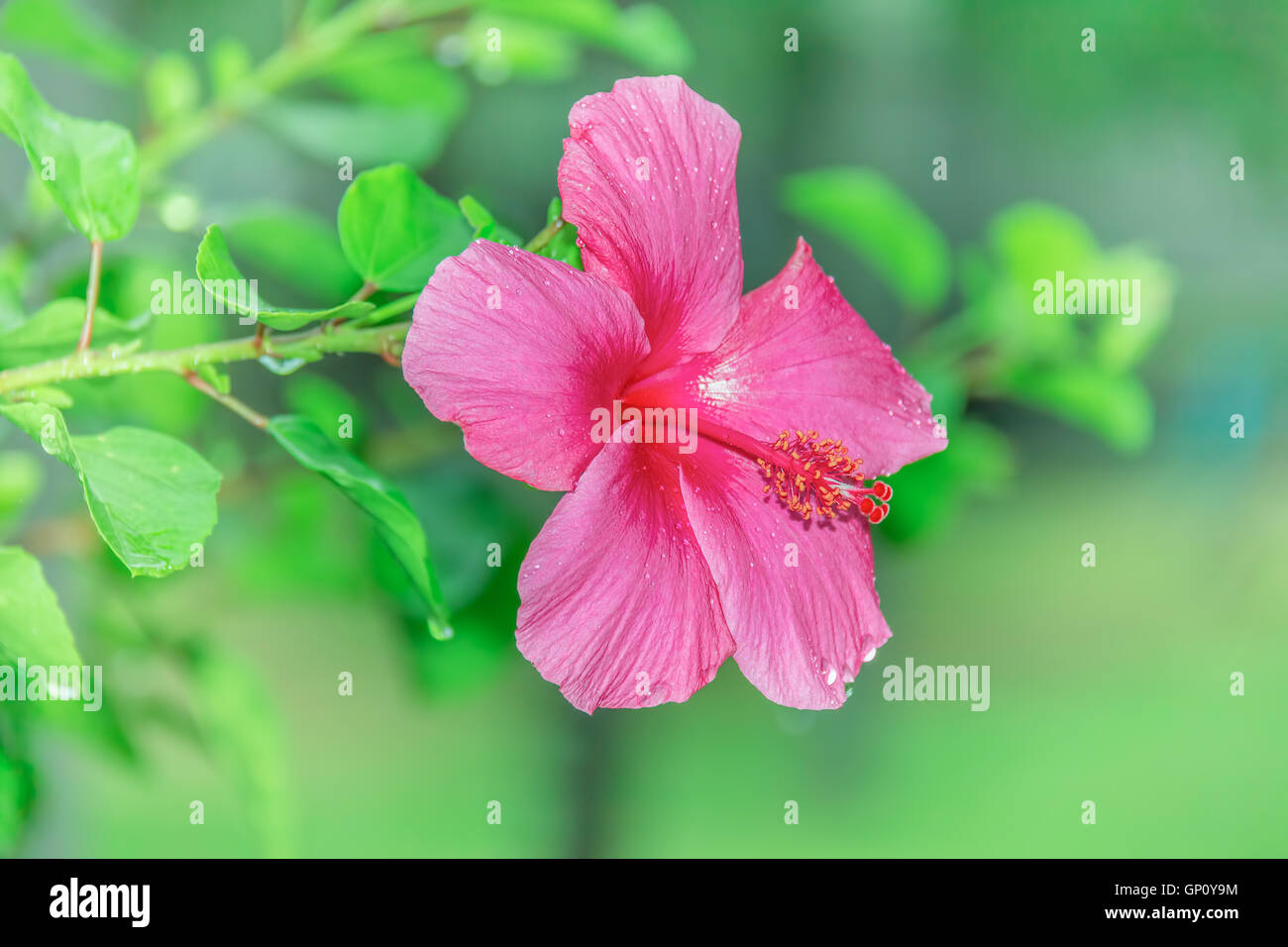 Is a flowering plant in the genus Hibisceae family Malvaceae plants ...