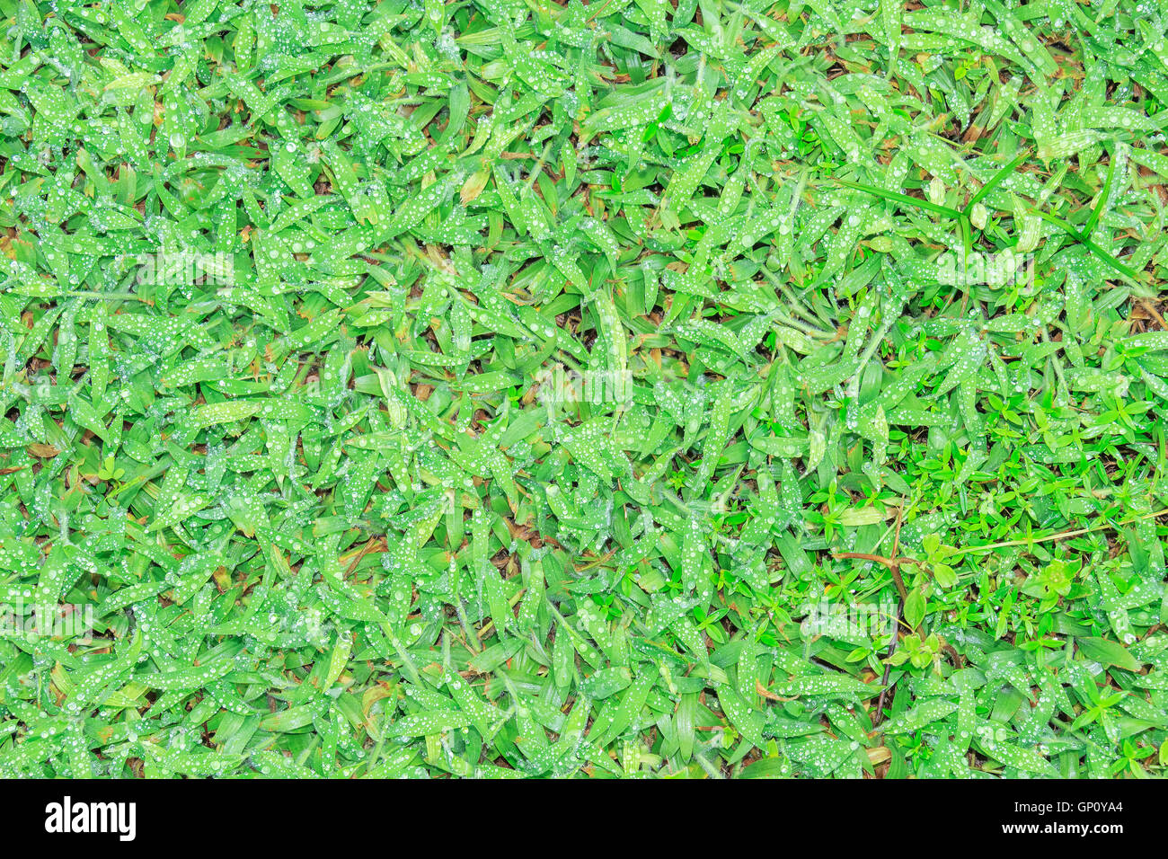 Dew grass green park Stock Photo - Alamy