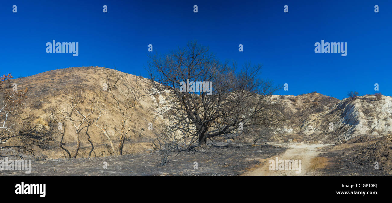 Charred blackened oak tree stands in remains of southern California ...