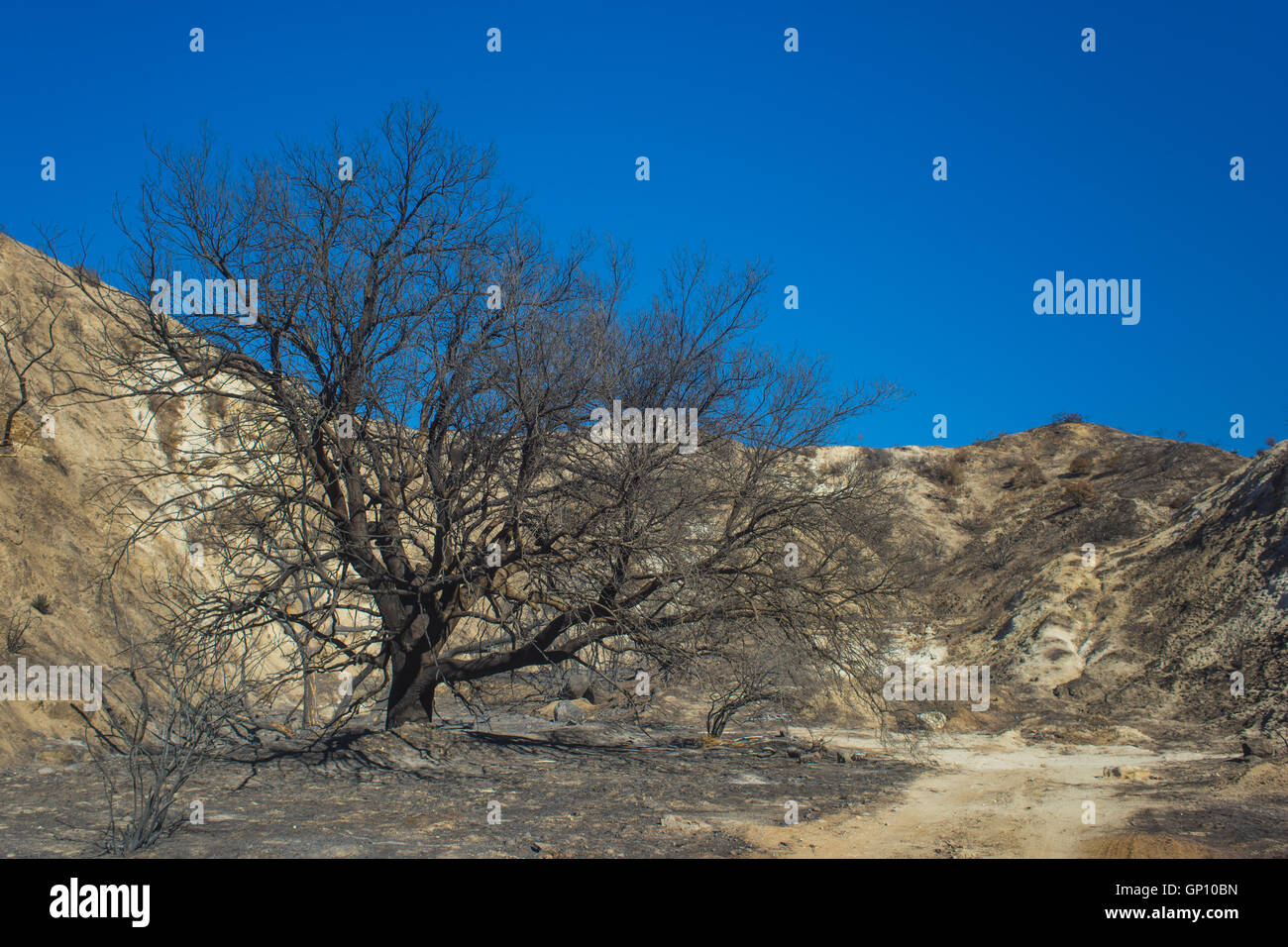 Charred tree in blackened canyon after southern California wildfire ...