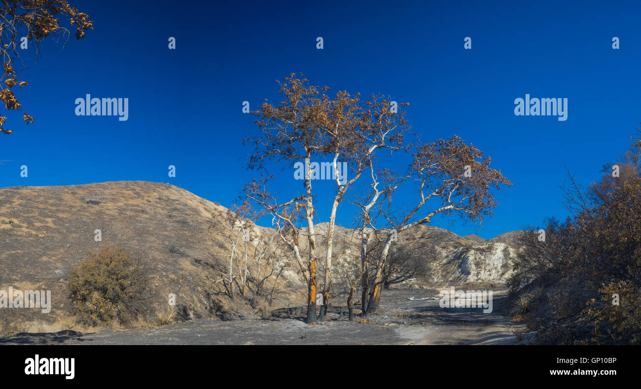 Destroyed by firebomb hi-res stock photography and images - Alamy