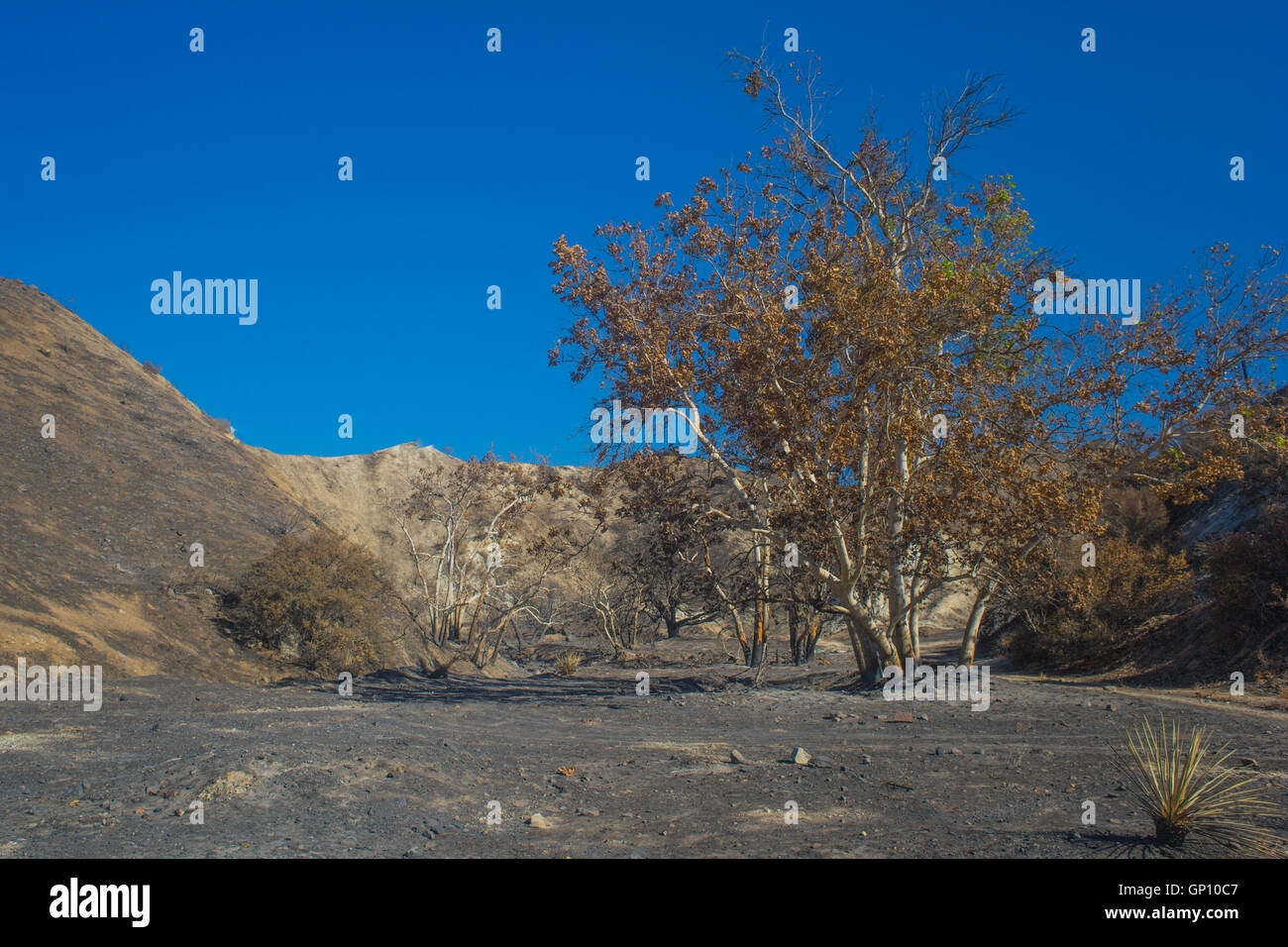 Wildfire burn area in southern California looks post apocalyptic Stock ...