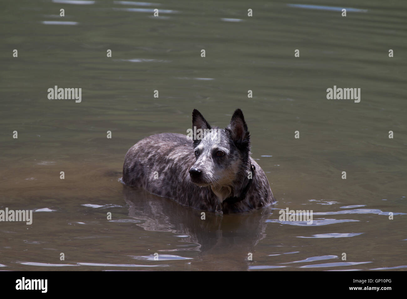 Dog cooling off in lake. USA Stock Photo - Alamy