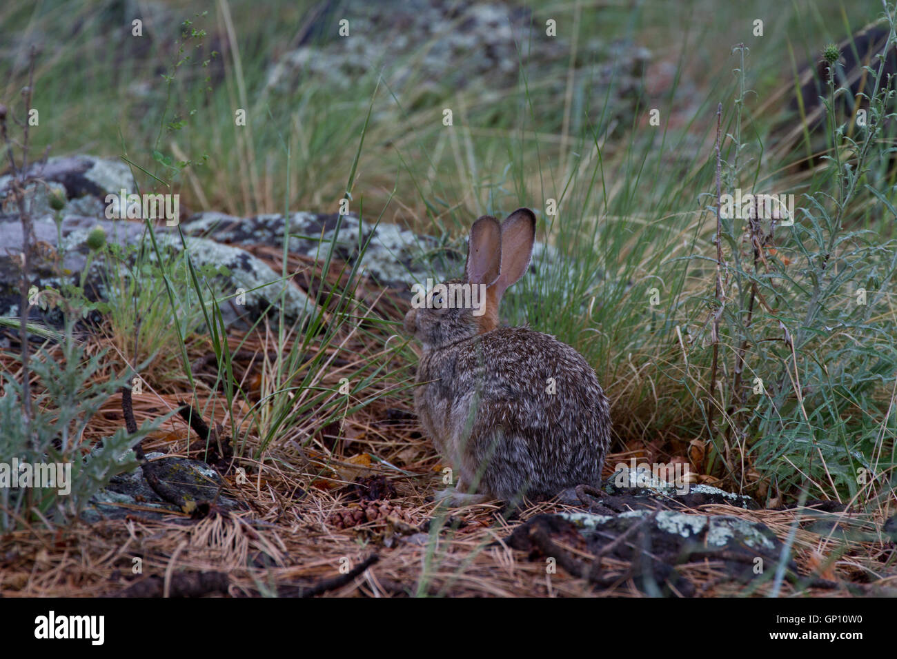 Cottontail Rabbit Arizona High Resolution Stock Photography and Images ...