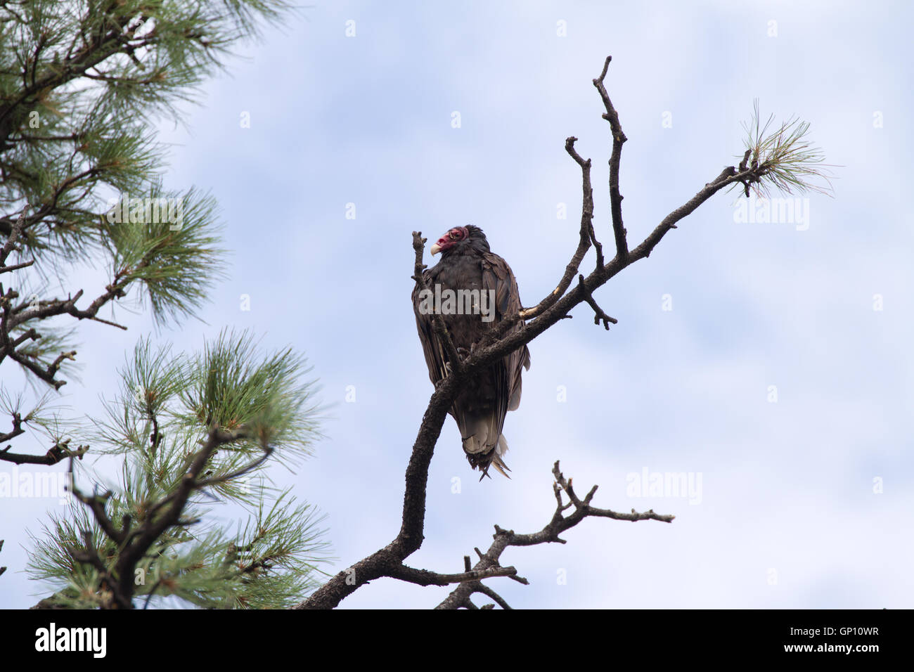 Arizona vulture hi-res stock photography and images - Alamy