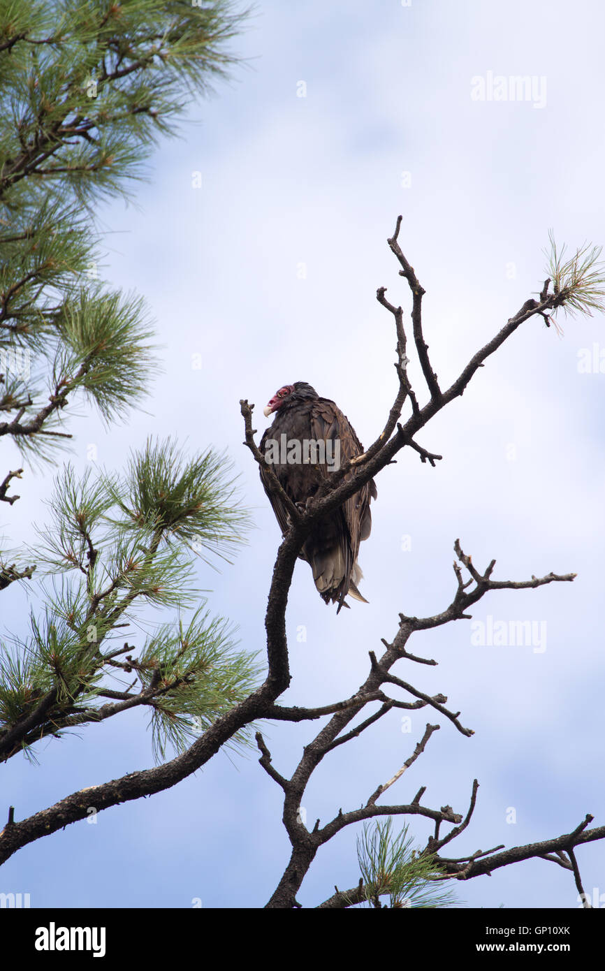 Turkey Vulture, Cathartes aura, in tree.Arizona. USA Stock Photo - Alamy