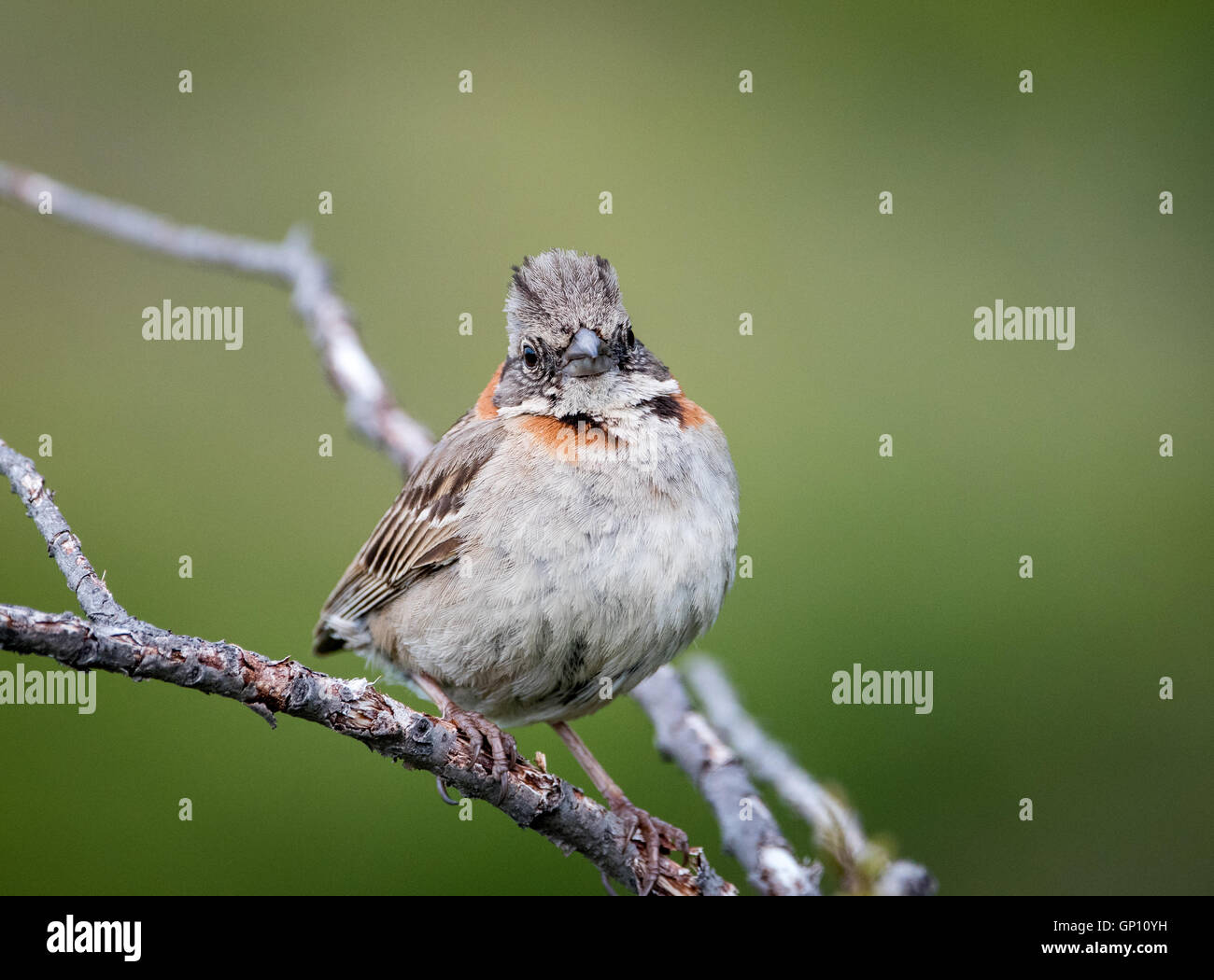 Sparrow wing hi-res stock photography and images - Alamy