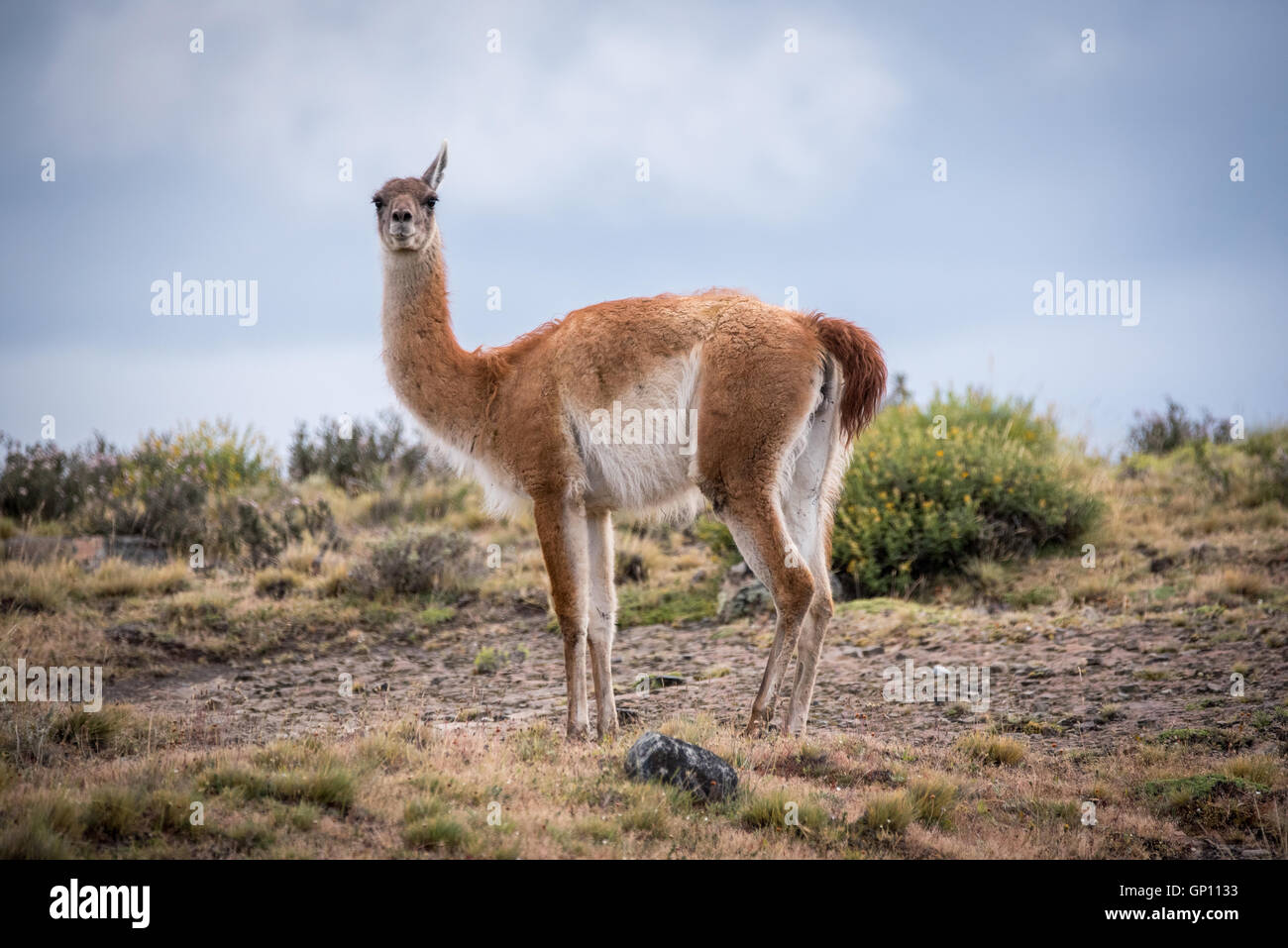Guanaco patagonia hi-res stock photography and images - Alamy