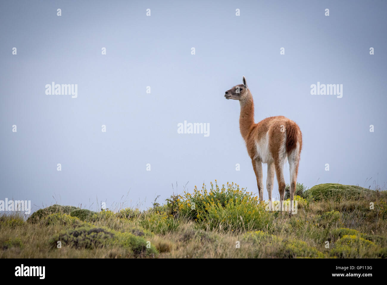 Guanaco patagonia hi-res stock photography and images - Alamy