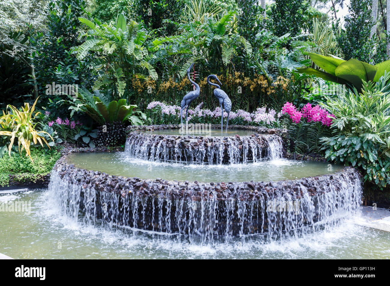 National orchid garden, Singapore botanic gardens Stock Photo - Alamy
