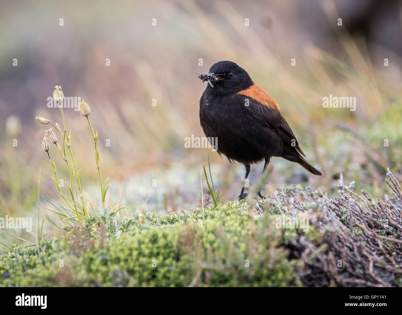 Negrito hi-res stock photography and images - Alamy