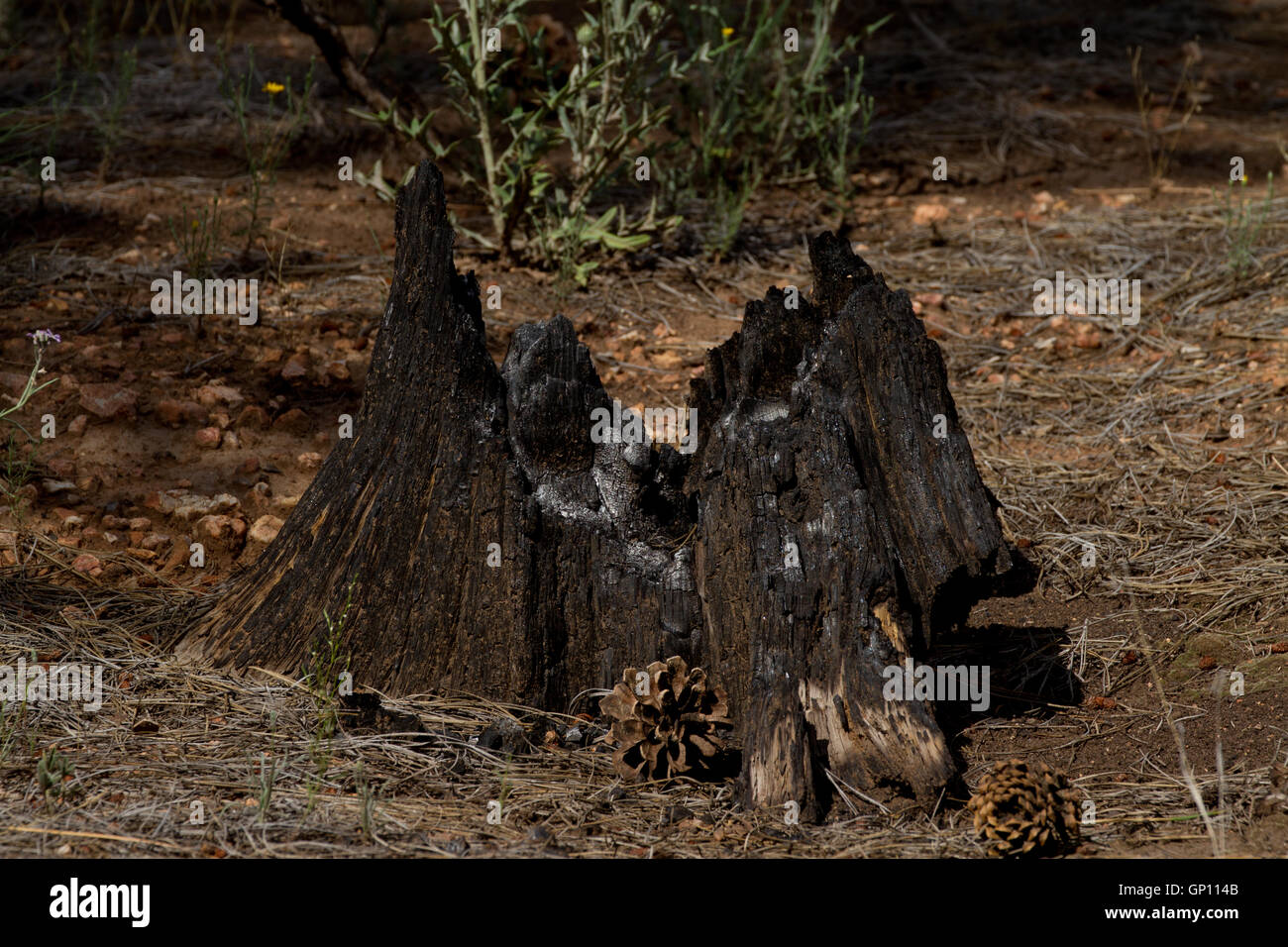 Remains of tree trunk burnt by forest fire. California. USA Stock Photo ...