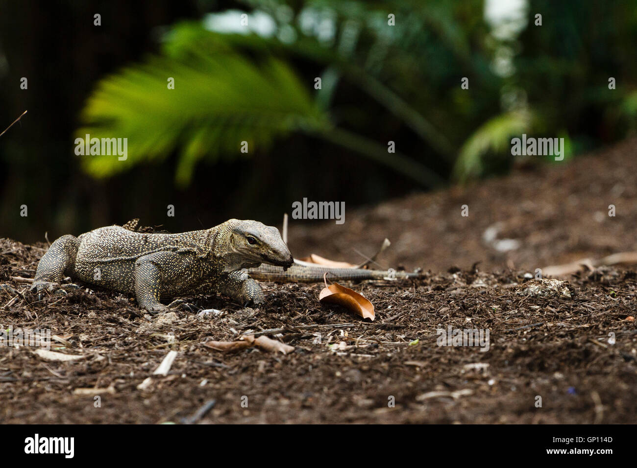 Clouded monitor lizard (Varanus nebulous) Singapore wildlife Stock ...