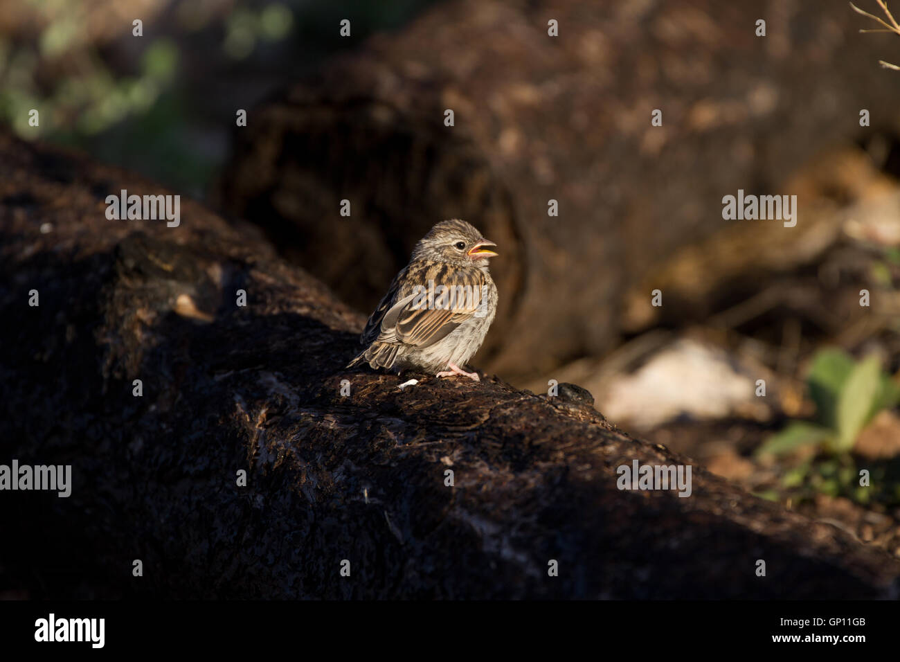 Fledgling bird hi-res stock photography and images - Alamy