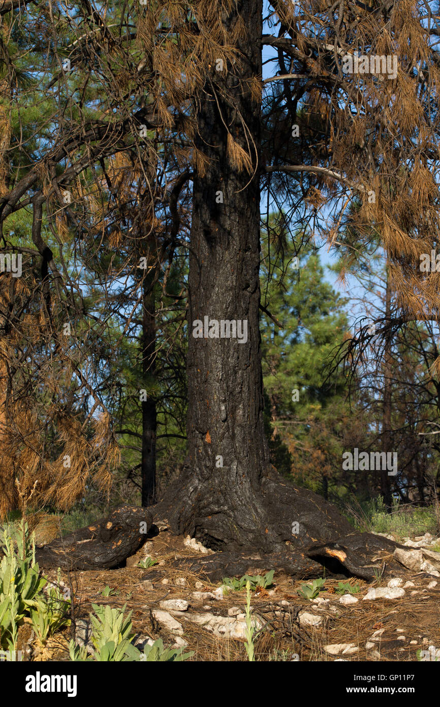 Blackened tree trunk hi-res stock photography and images - Alamy