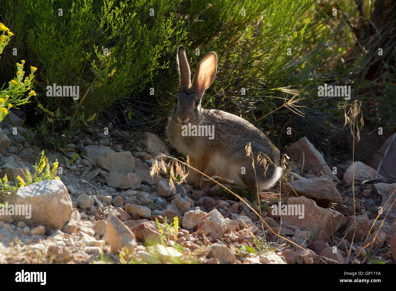 Desert cotton tail hi-res stock photography and images - Alamy