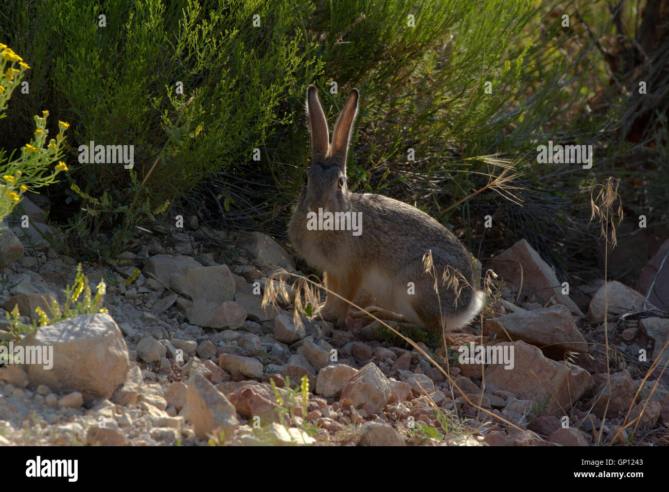Desert cotton tail hi-res stock photography and images - Alamy