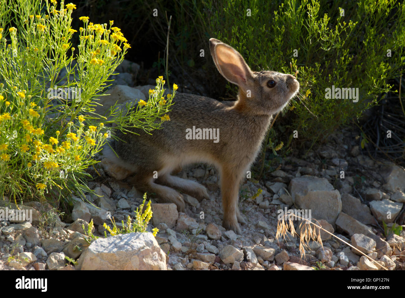 Desert Cottontail. Arizona. USA Stock Photo - Alamy
