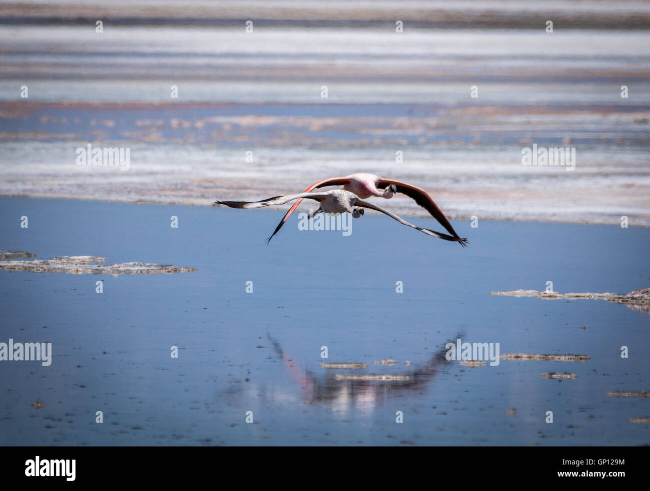 Flamingos in flight Stock Photo - Alamy