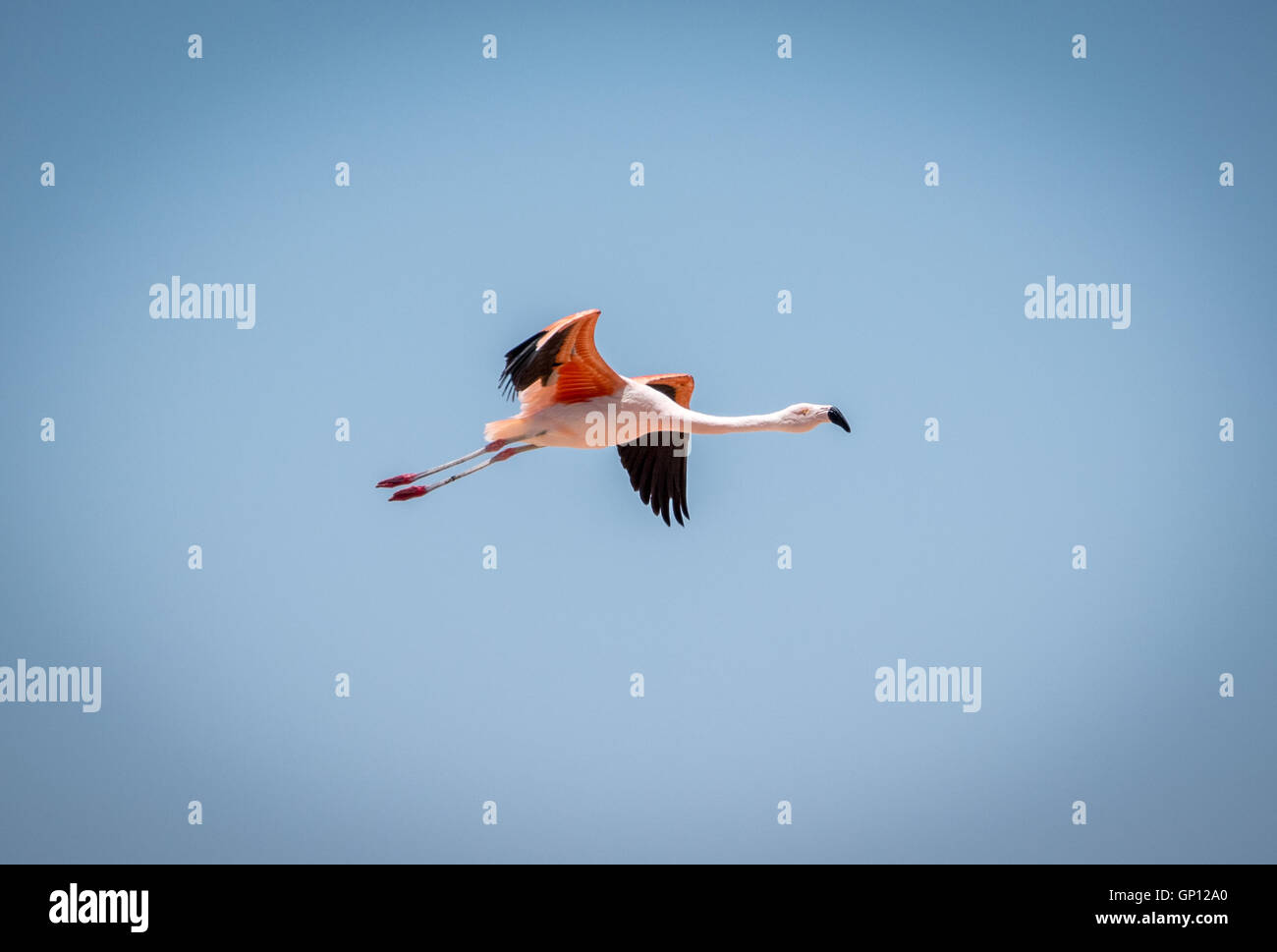 Flamingo in flight Stock Photo - Alamy