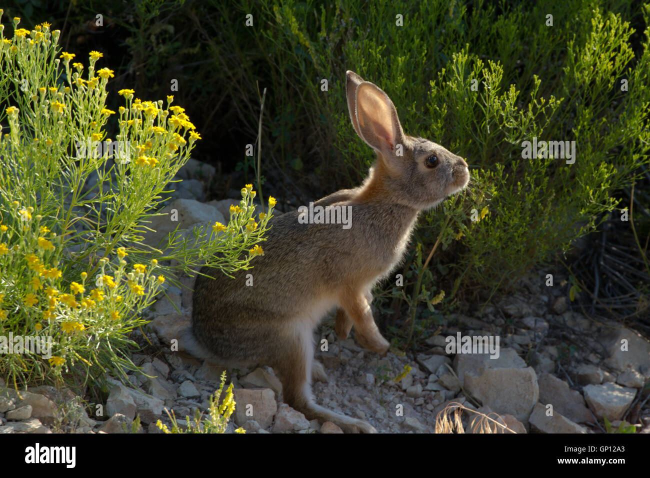 Desert Cottontail. Arizona. USA Stock Photo - Alamy